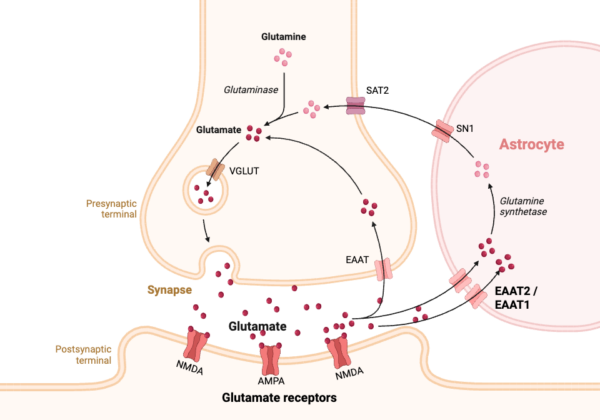 Glutamate Receptors and Transporters