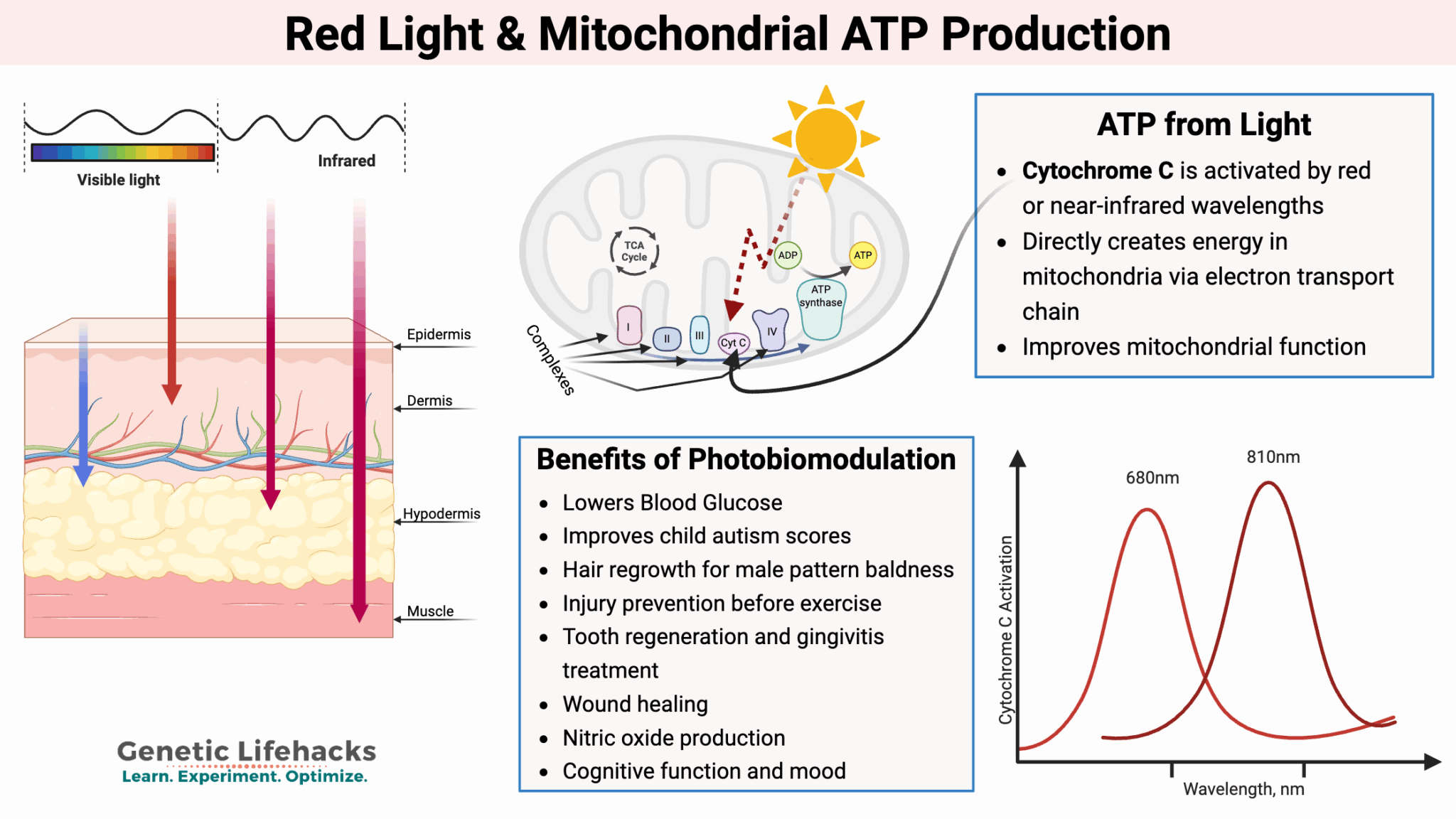Red Light and Photobiomodulation: ATP from Photons