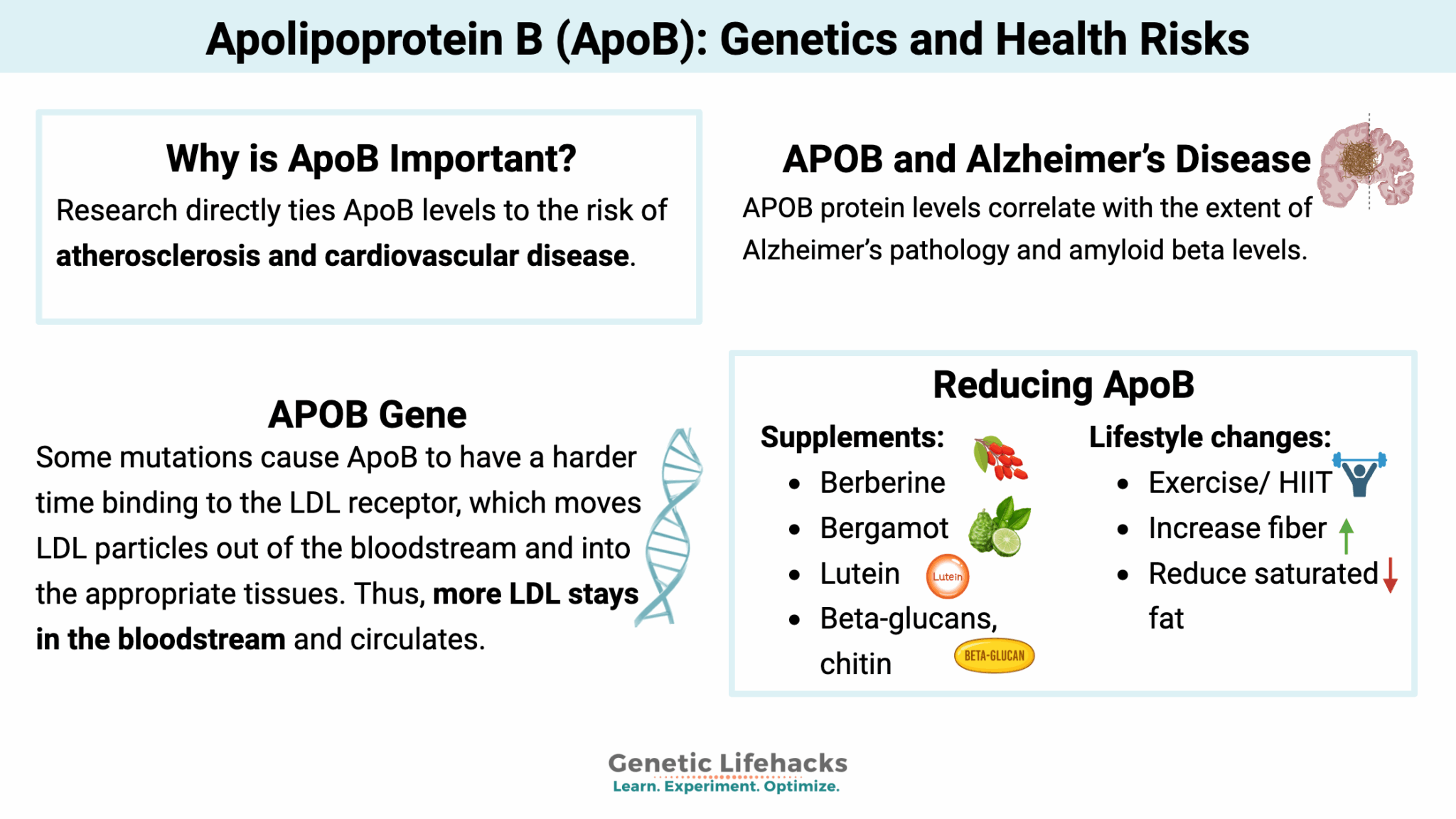 APOB gene: Apolipoprotein B Levels and Health Risks