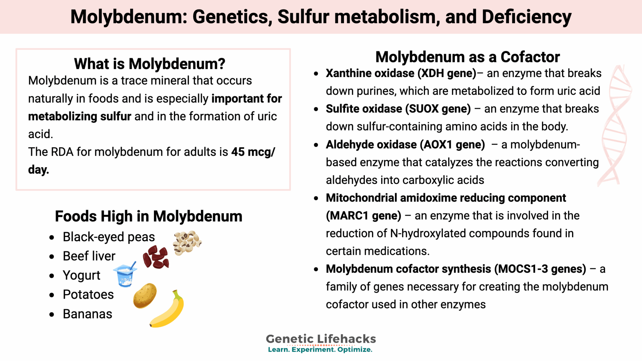Molybdenum: Genetic Connections, Sulfur Metabolism, and Cofactor Deficiency