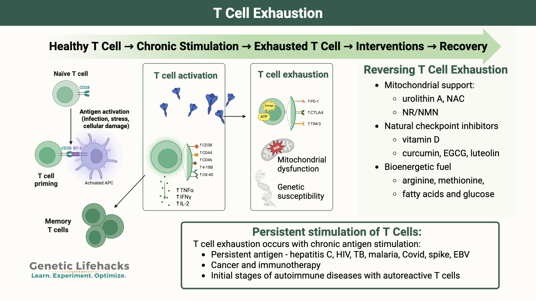 T Cell Exhaustion in Long COVID, ME/CFS, and Cancer: Mechanisms and ...