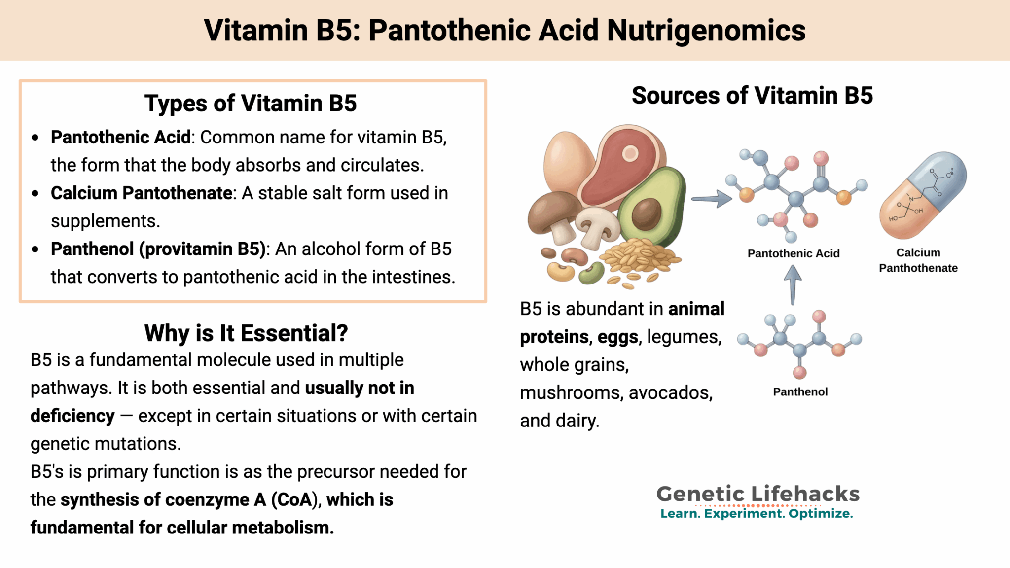 Vitamin B5 (Pantothenic Acid): Genetics, Deficiency, and ...